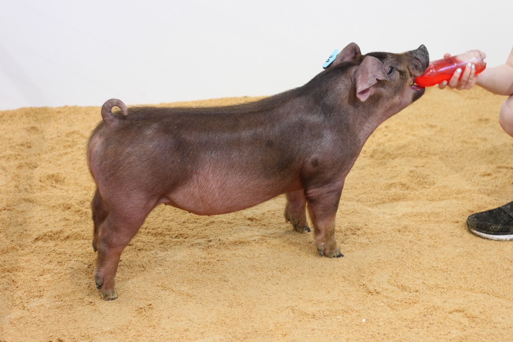 12-2 Duroc Barrow