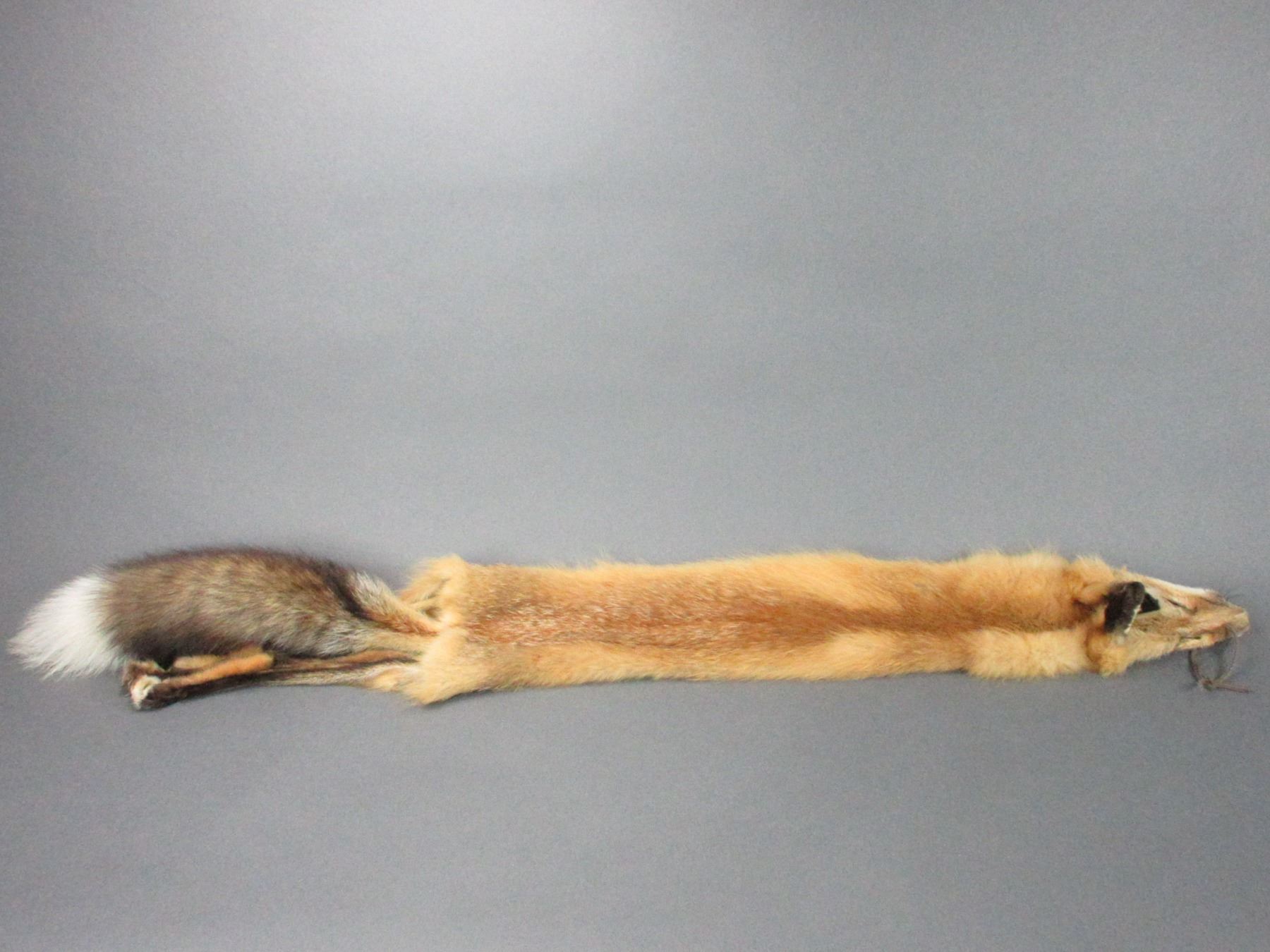Cased Tanned Red Fox Hide- 50" Counting Tail