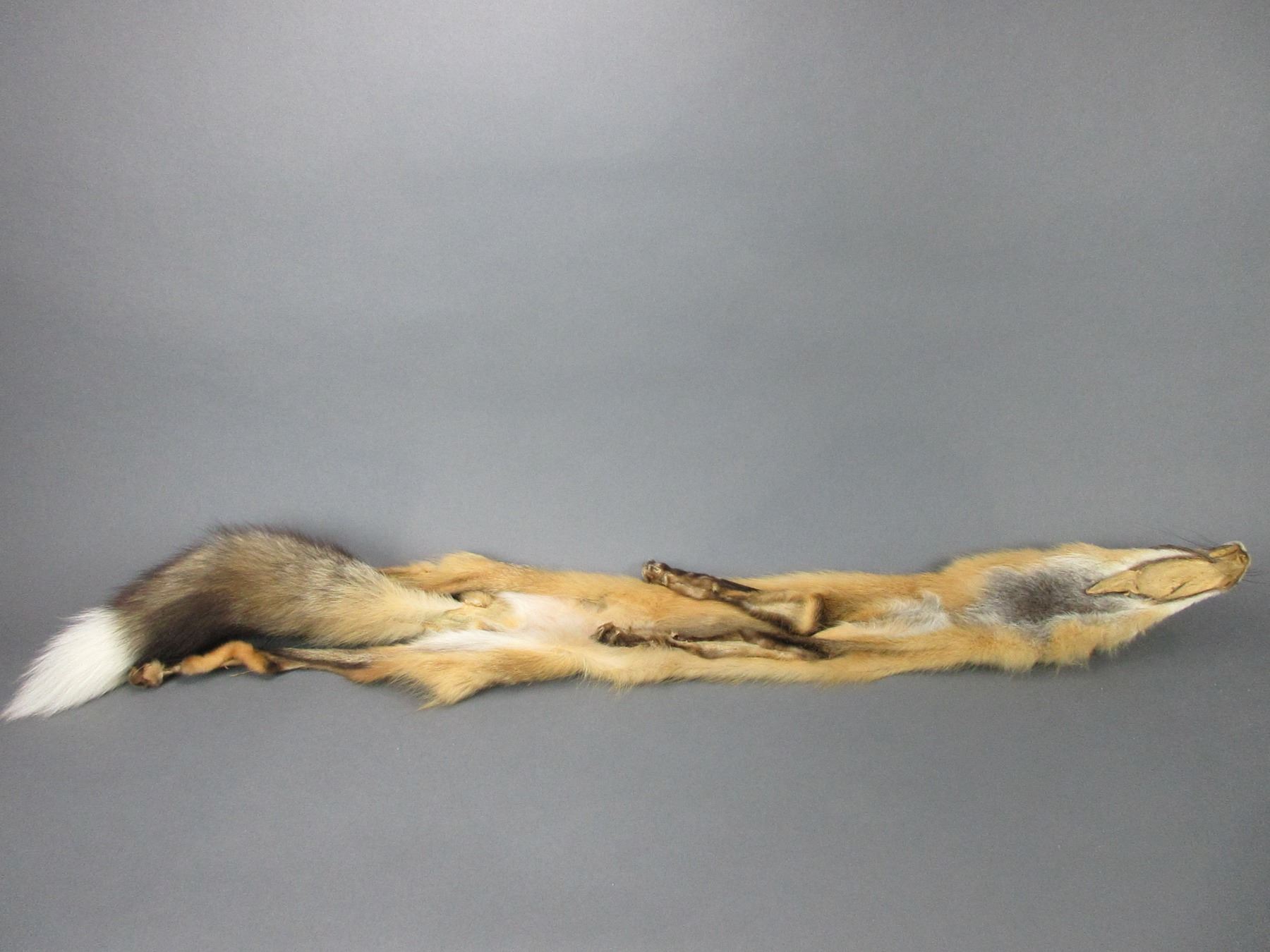 Cased Tanned Red Fox Hide- 50" Counting Tail