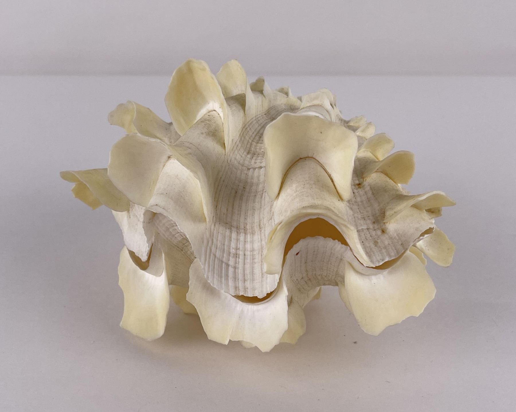 Tridacna Squamosa Fluted Clam Shell Seashell