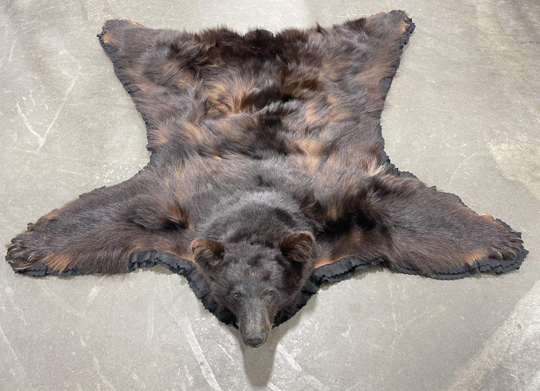 Large Montana Taxidermy Black Bear Rug