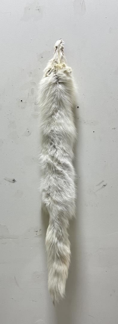 Beautiful Arctic Fox Fur Pelt Taxidermy #52