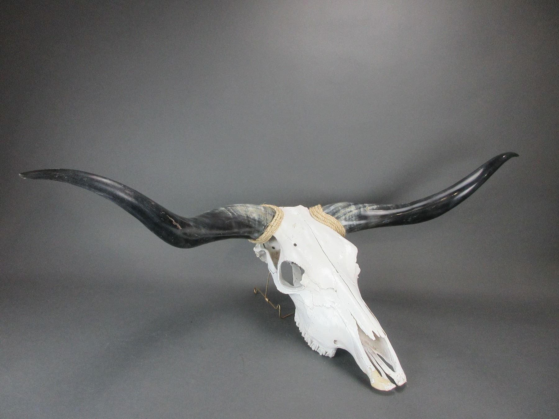 Steer Skull- 44"W