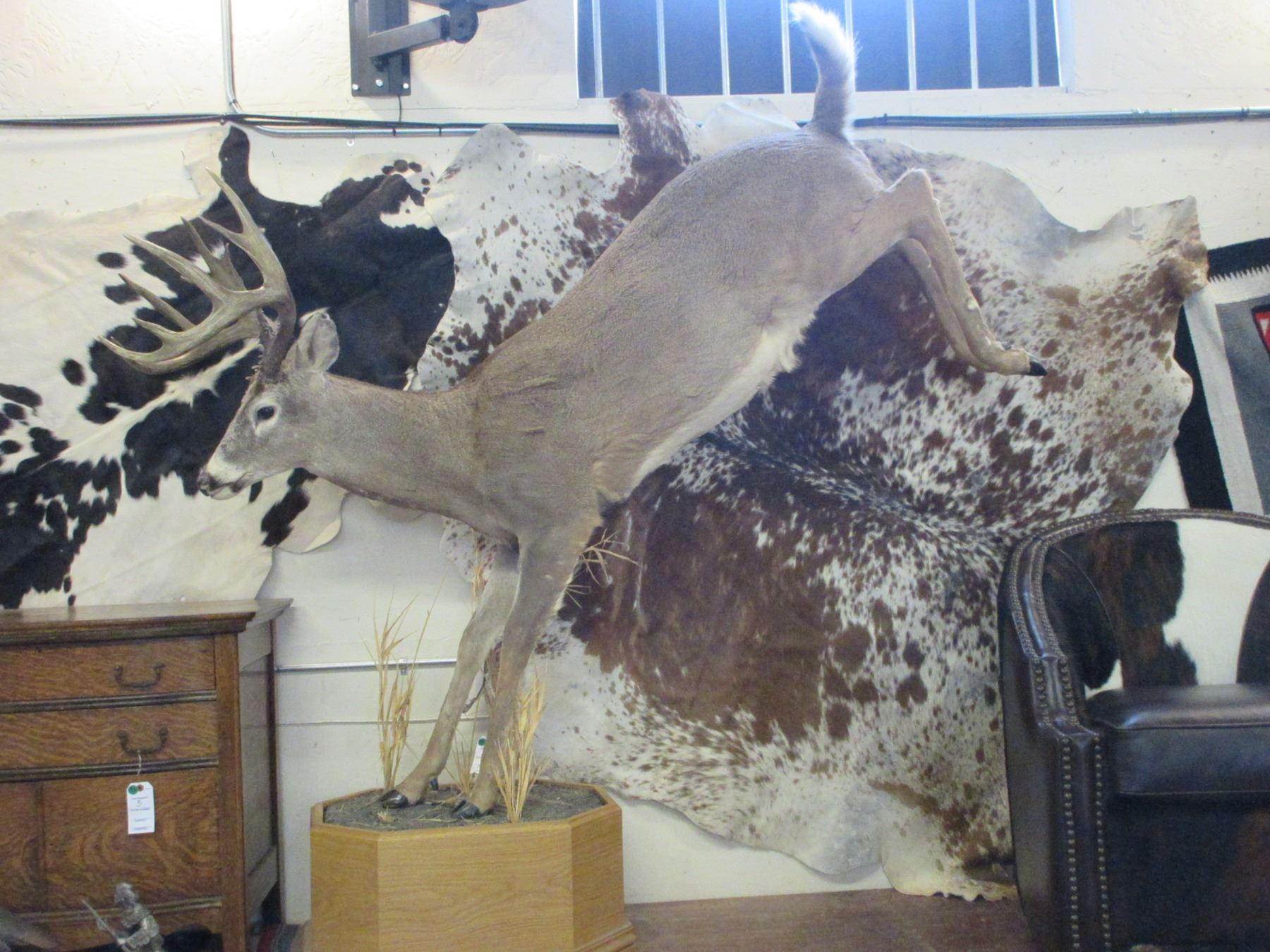 Nontypical Full Body Whitetail Mount- 20"W- 6.25 Bases- Wooden Pedestal ...