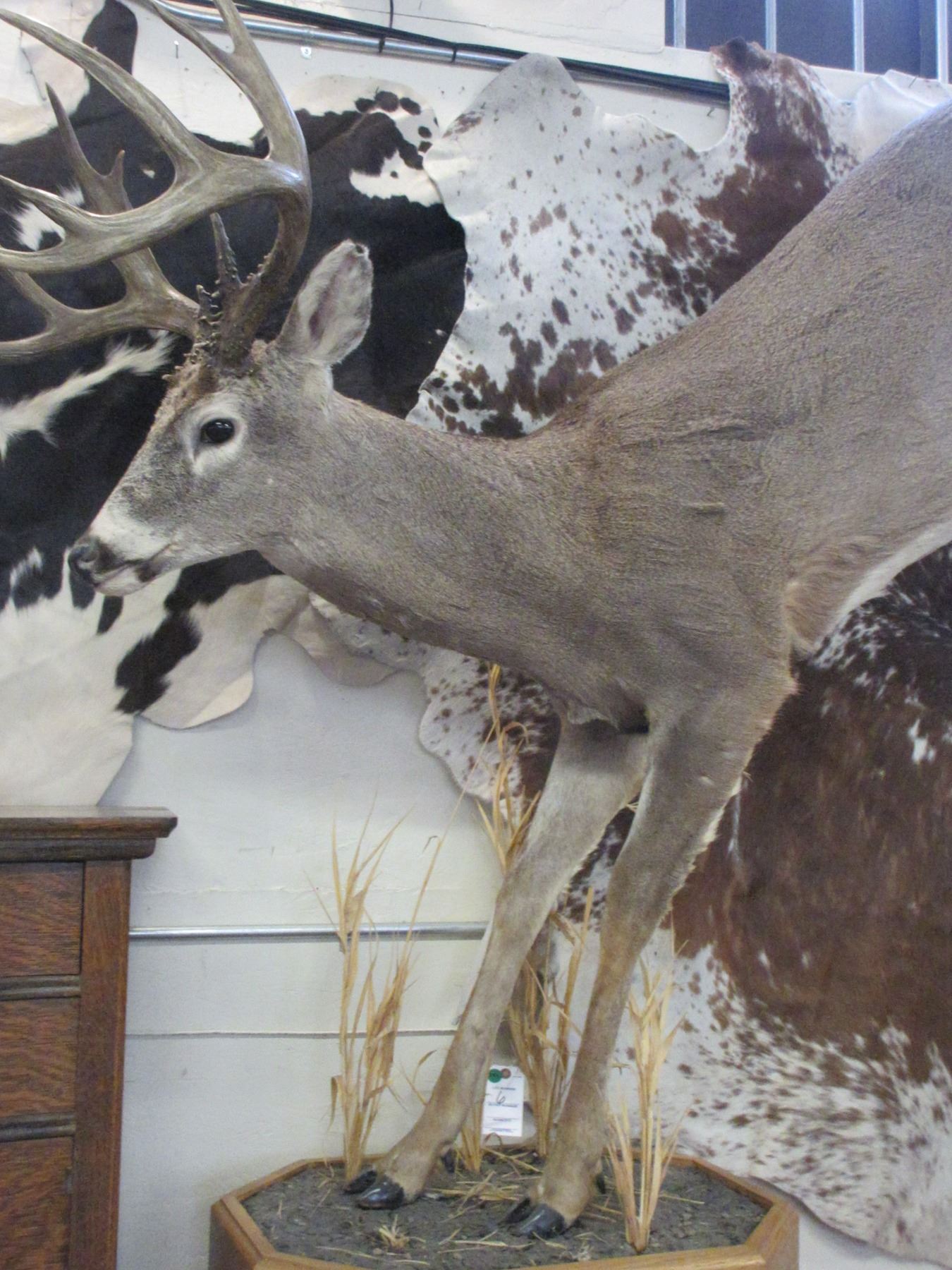 Nontypical Full Body Whitetail Mount- 20"W- 6.25 Bases- Wooden Pedestal ...