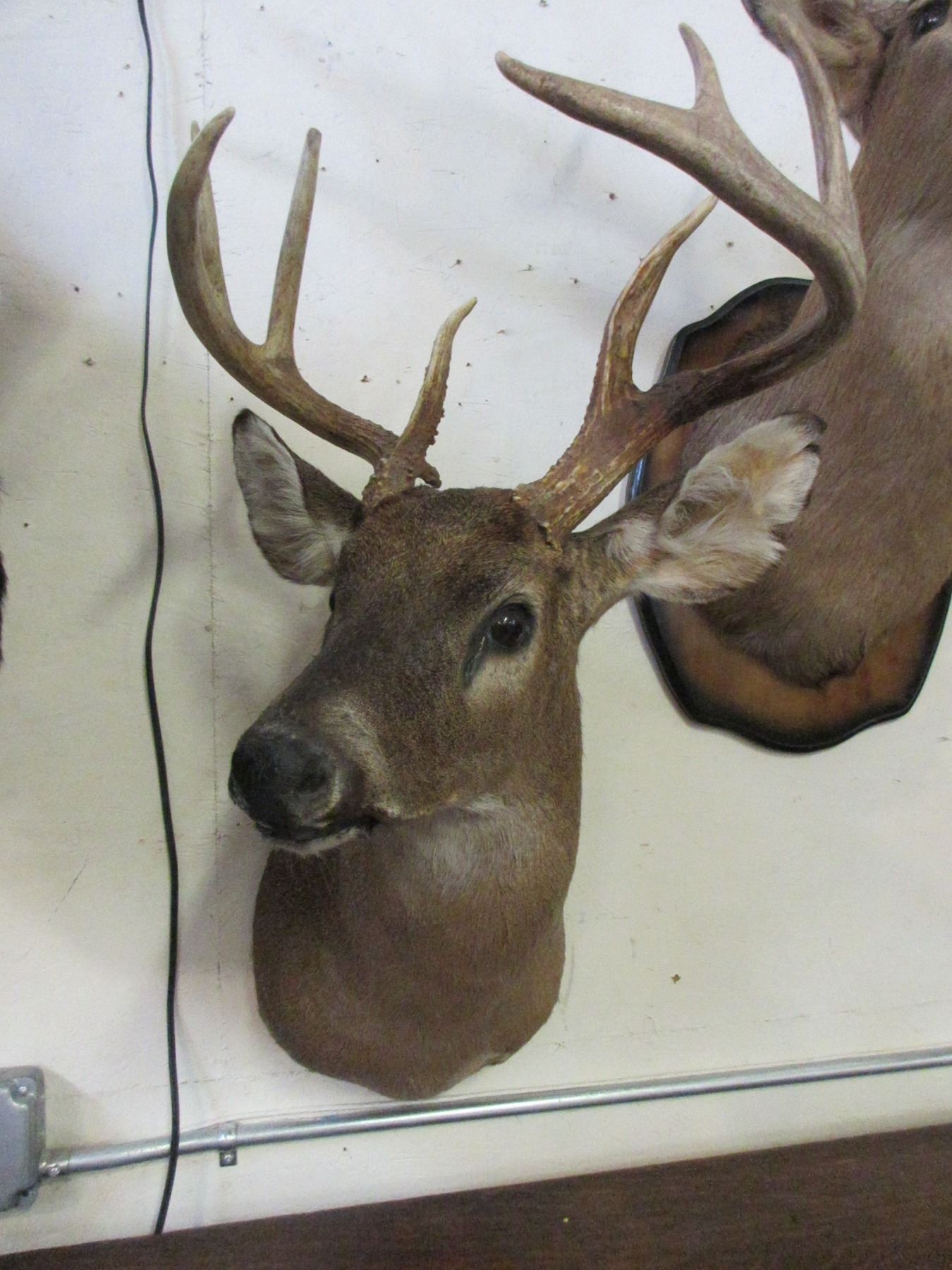 10 Point Non Typical Whitetail Mount- 16.5"W X 5.25" Bases- Good Brow Tines