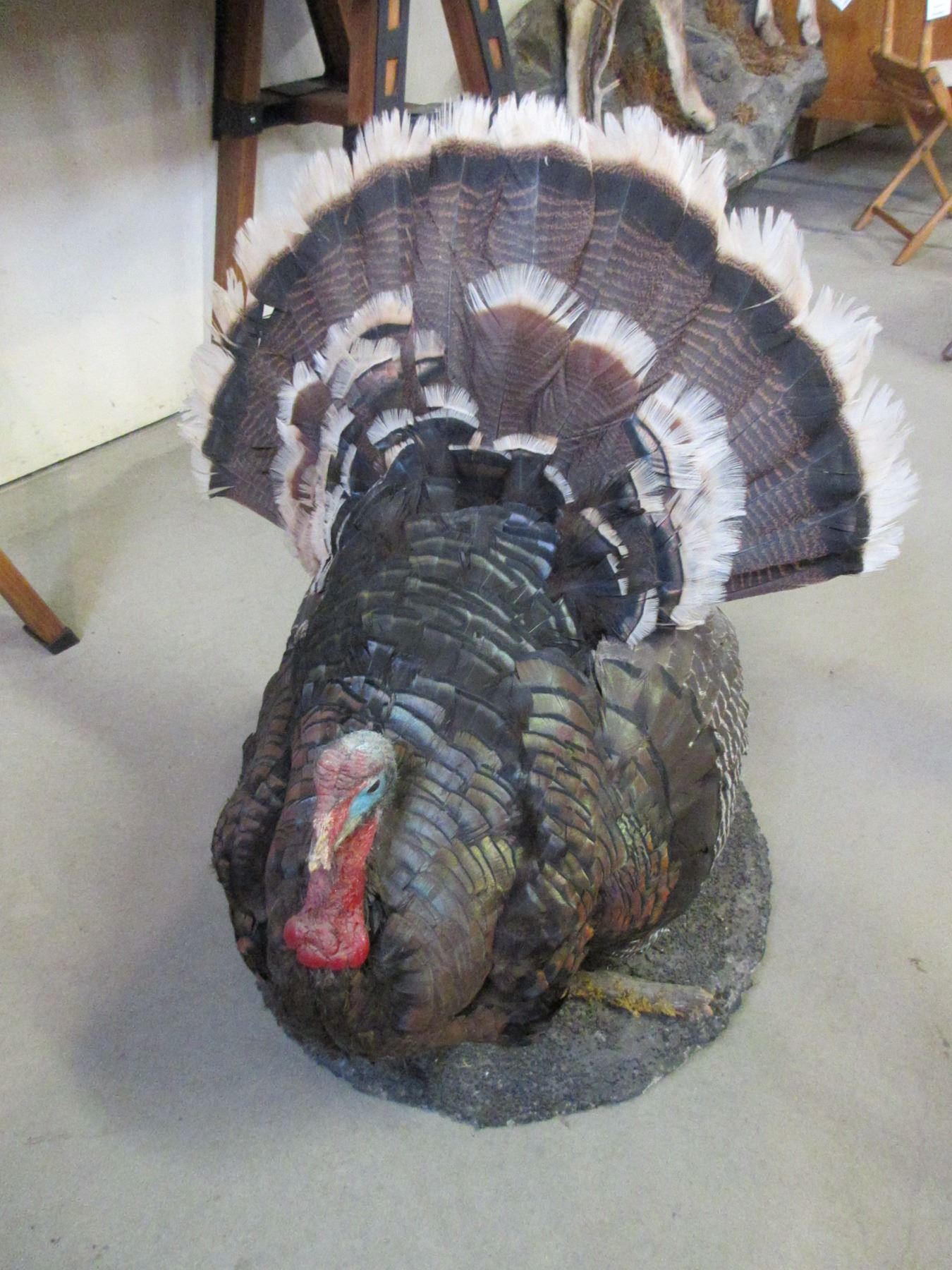 Full Body Turkey Mount- 31" X 17"