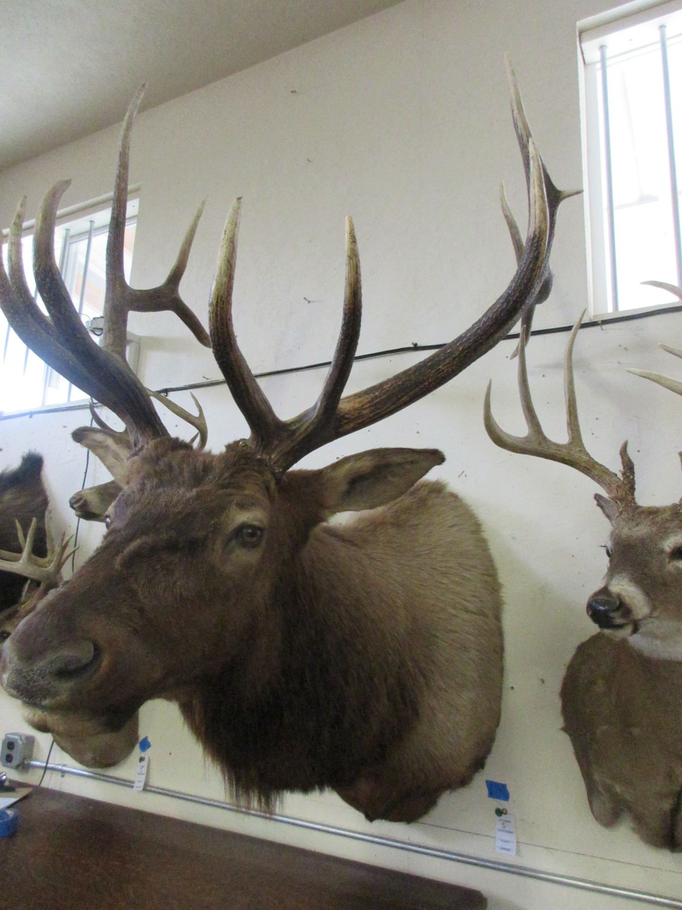 6X7 Bull Elk Mount- Removable Antlers- 37