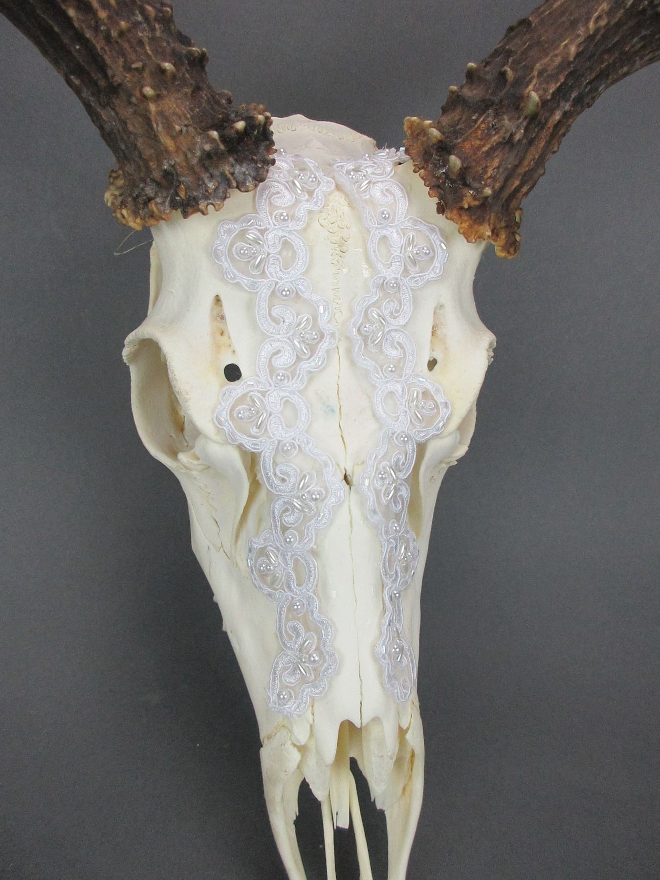 Lace Covered Mule Deer Rack- 19"W X 6" Bases