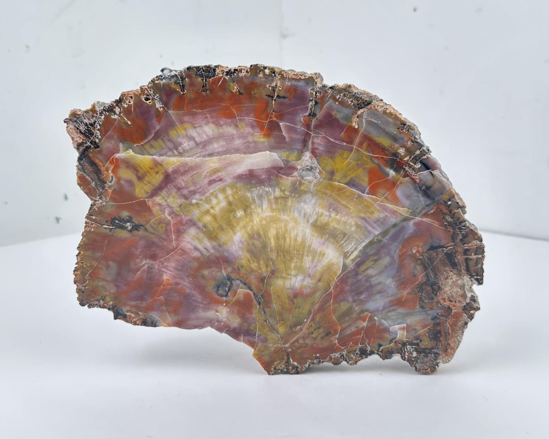 Arizona Rainbow Petrified Wood Slab