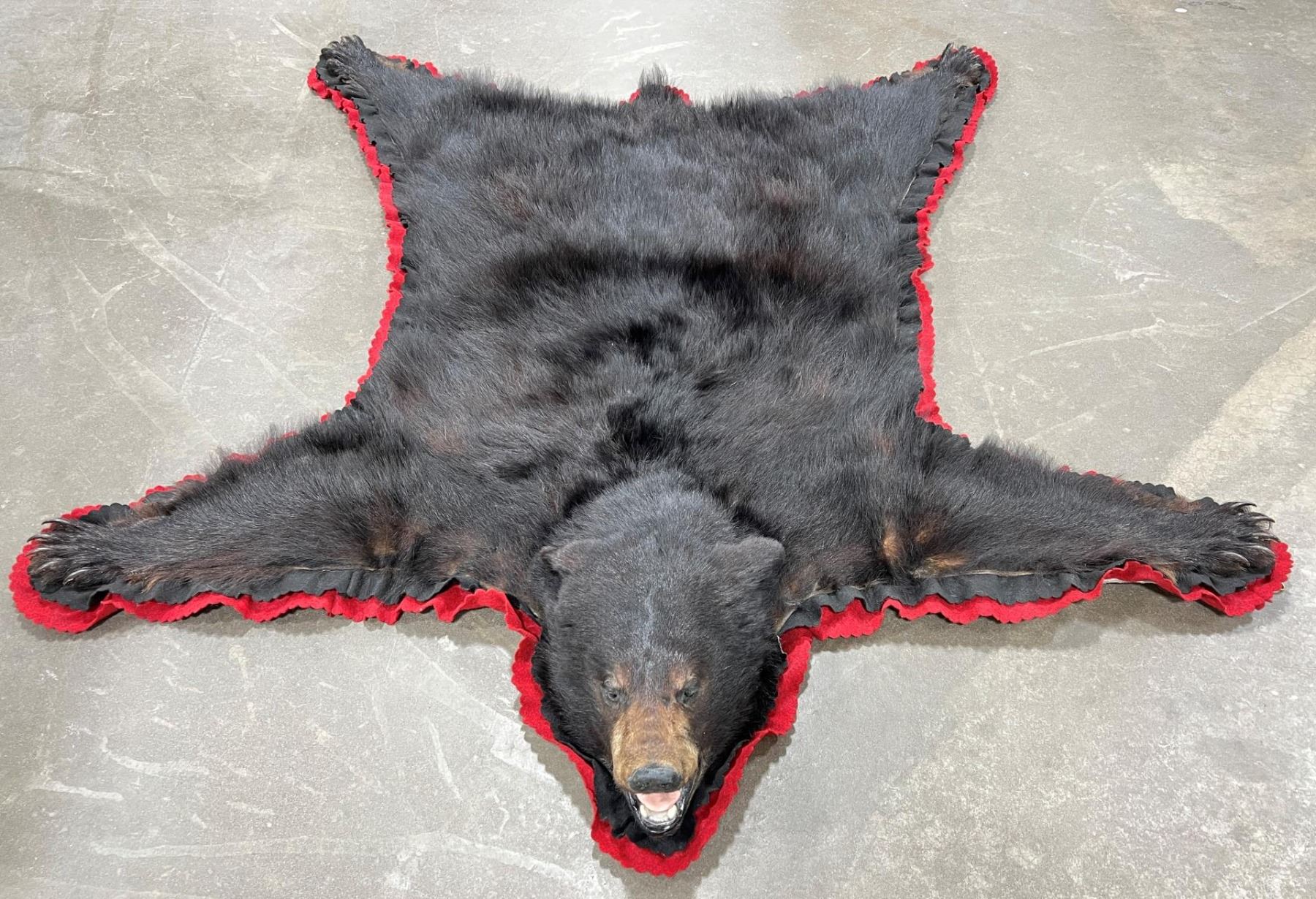Large Montana Taxidermy Black Bear Rug