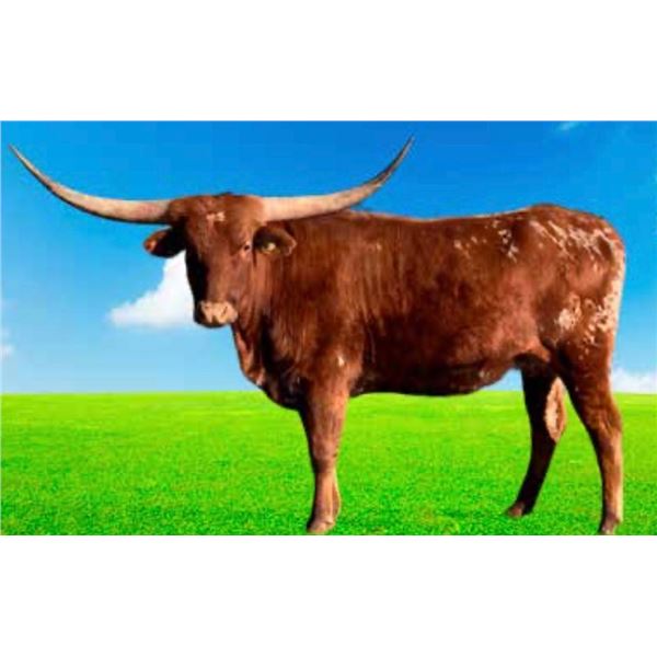 Bsl Phoenix Rising Hired Hand Live