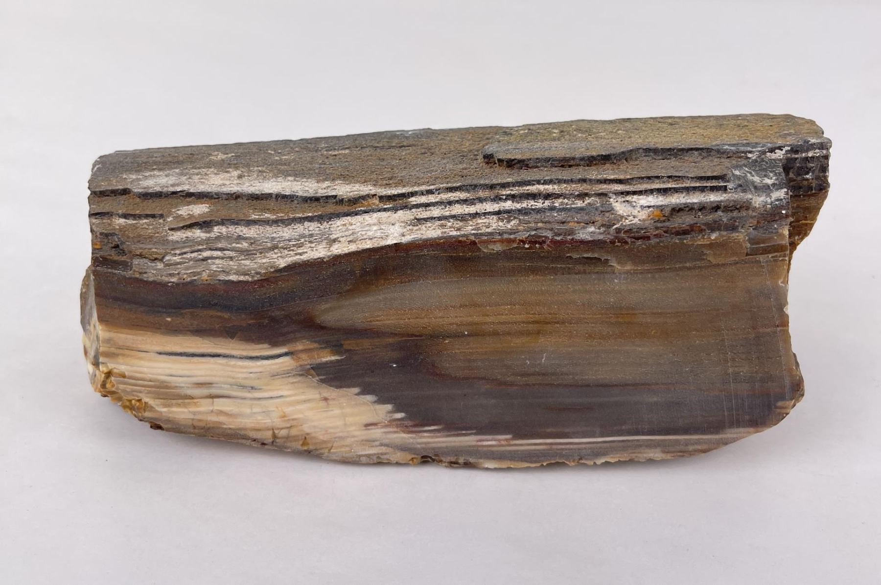 Montana Petrified Wood Specimen