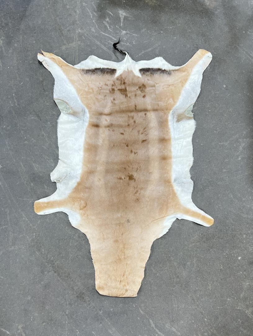 African Impala Leather Rug Pelt