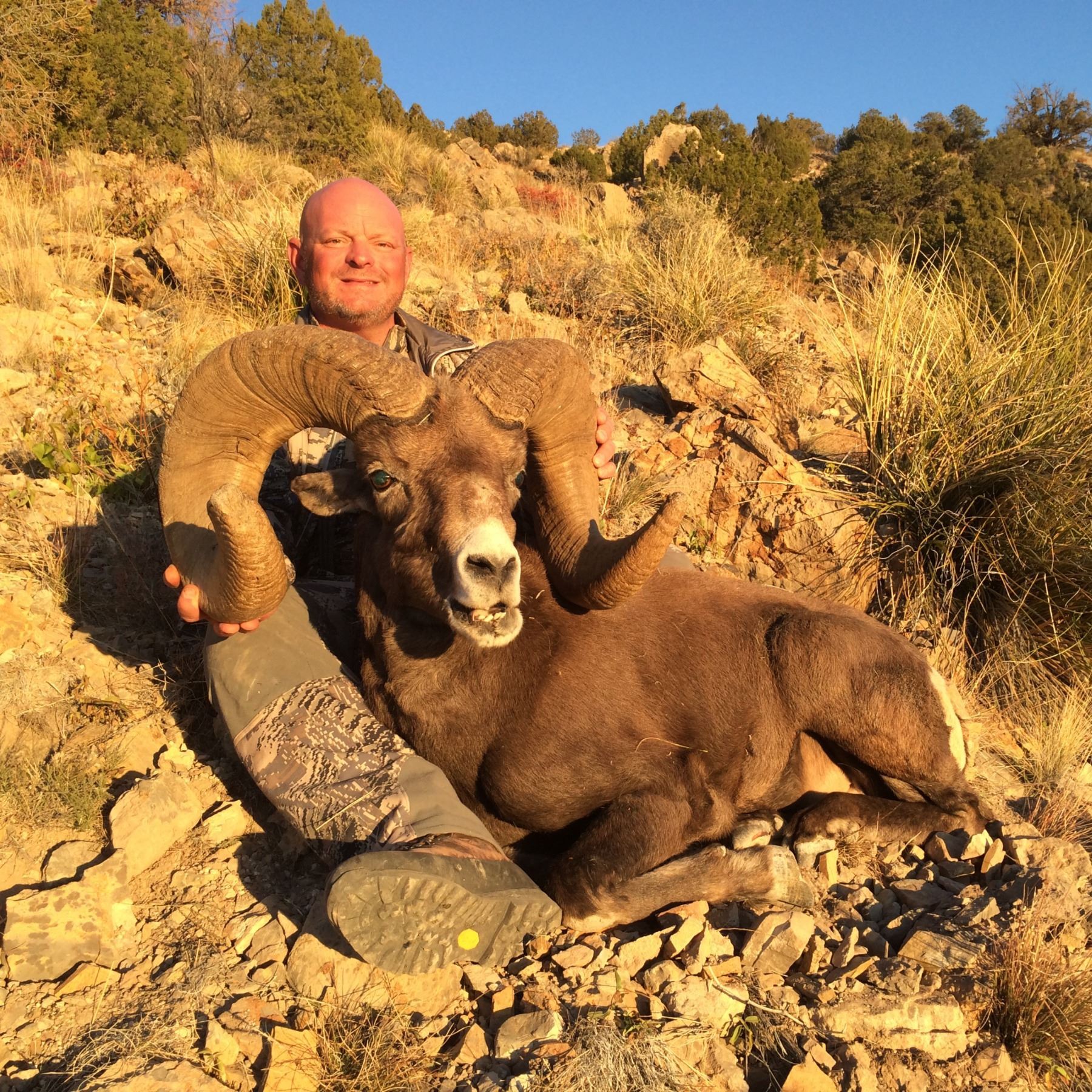 New Mexico Desert Bighorn Sheep Wsf World Headquarters