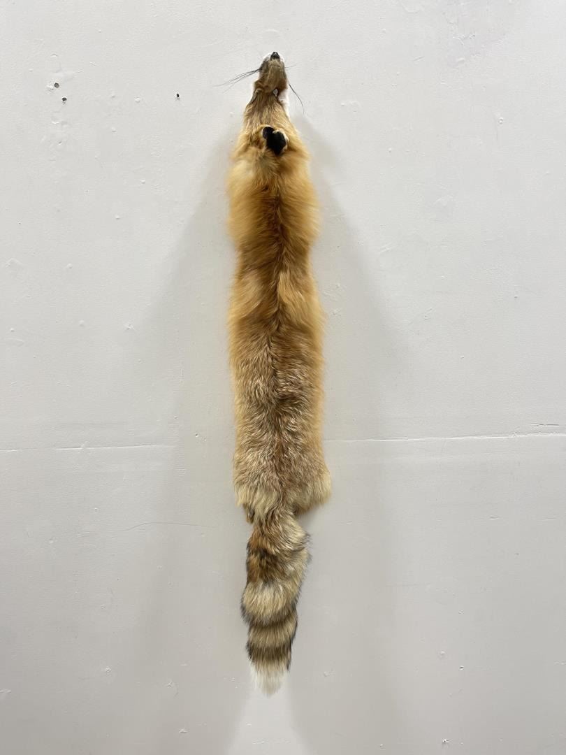 Beautiful Ranch Red Fox Fur Pelt Taxidermy #62