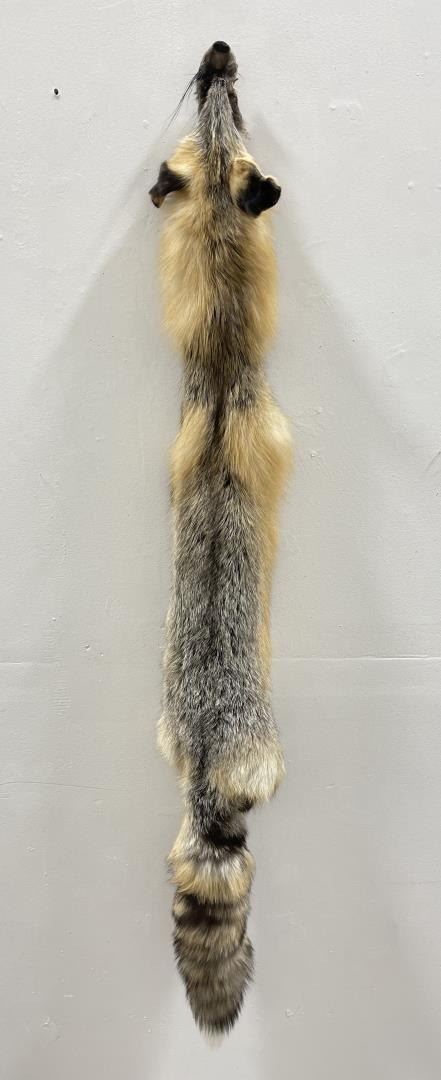 Beautiful Ranch Cross Fox Fur Pelt Taxidermy #65