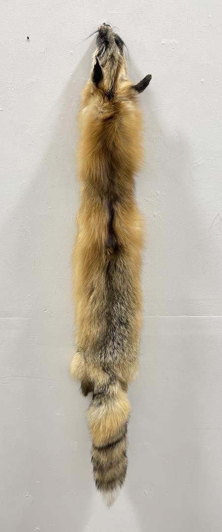 Beautiful Ranch Red Fox Fur Pelt Taxidermy #56