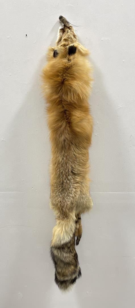 Beautiful Ranch Red Fox Fur Pelt Taxidermy #79