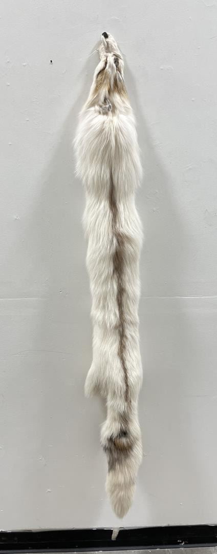 Beautiful Ranch Marble Fox Fur Pelt Taxidermy #34