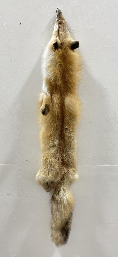 Beautiful Ranch Red Fox Fur Pelt Taxidermy #44