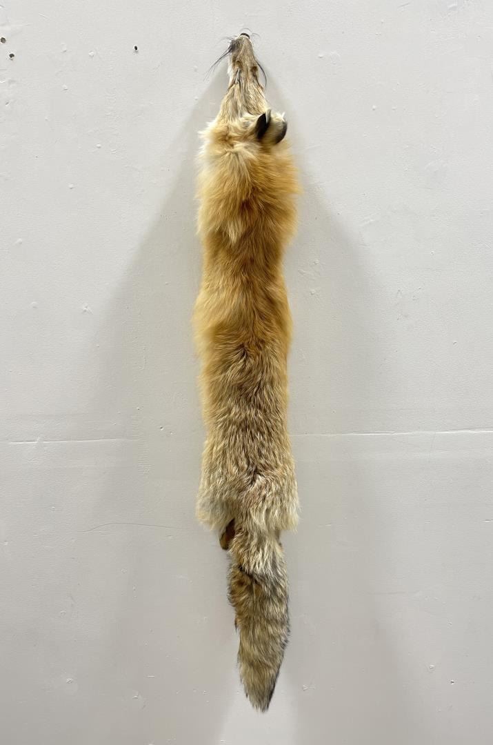 Beautiful Ranch Red Fox Fur Pelt Taxidermy #42