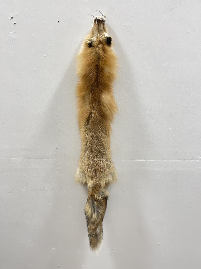 Beautiful Ranch Red Fox Fur Pelt Taxidermy #48