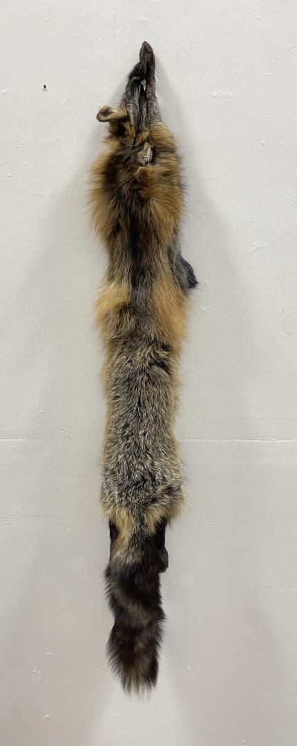 Beautiful Ranch Cross Fox Fur Pelt Taxidermy #40