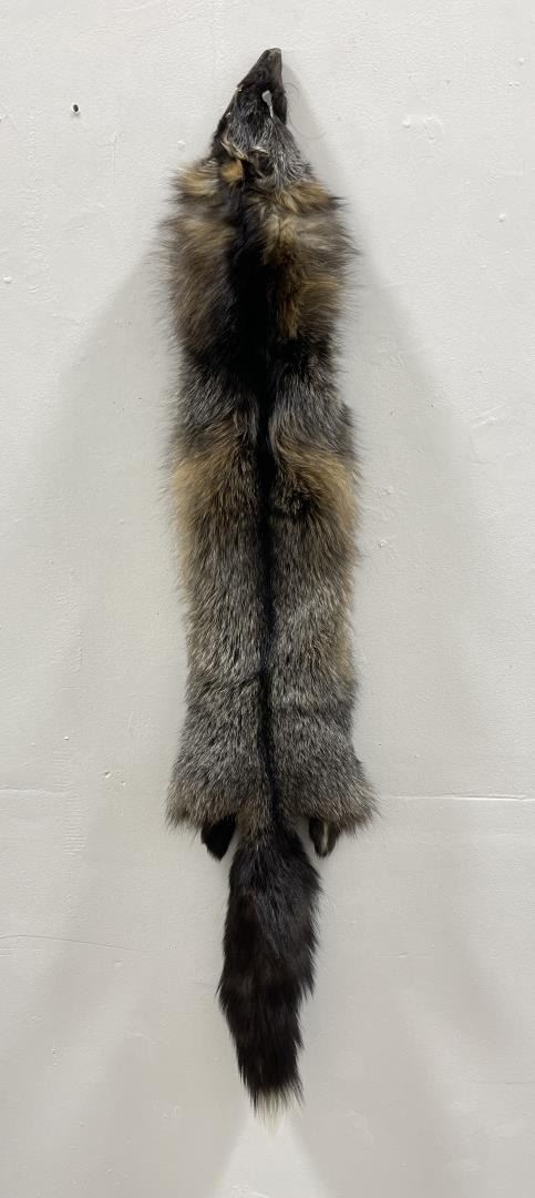Beautiful Ranch Cross Fox Fur Pelt Taxidermy #38