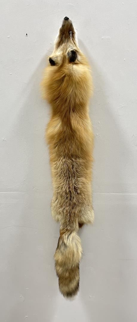 Beautiful Ranch Red Fox Fur Pelt Taxidermy #45