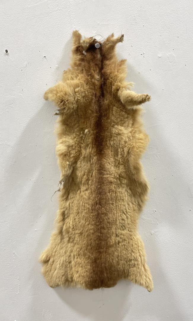 Taxidermy Marmot Pelt Hide #85