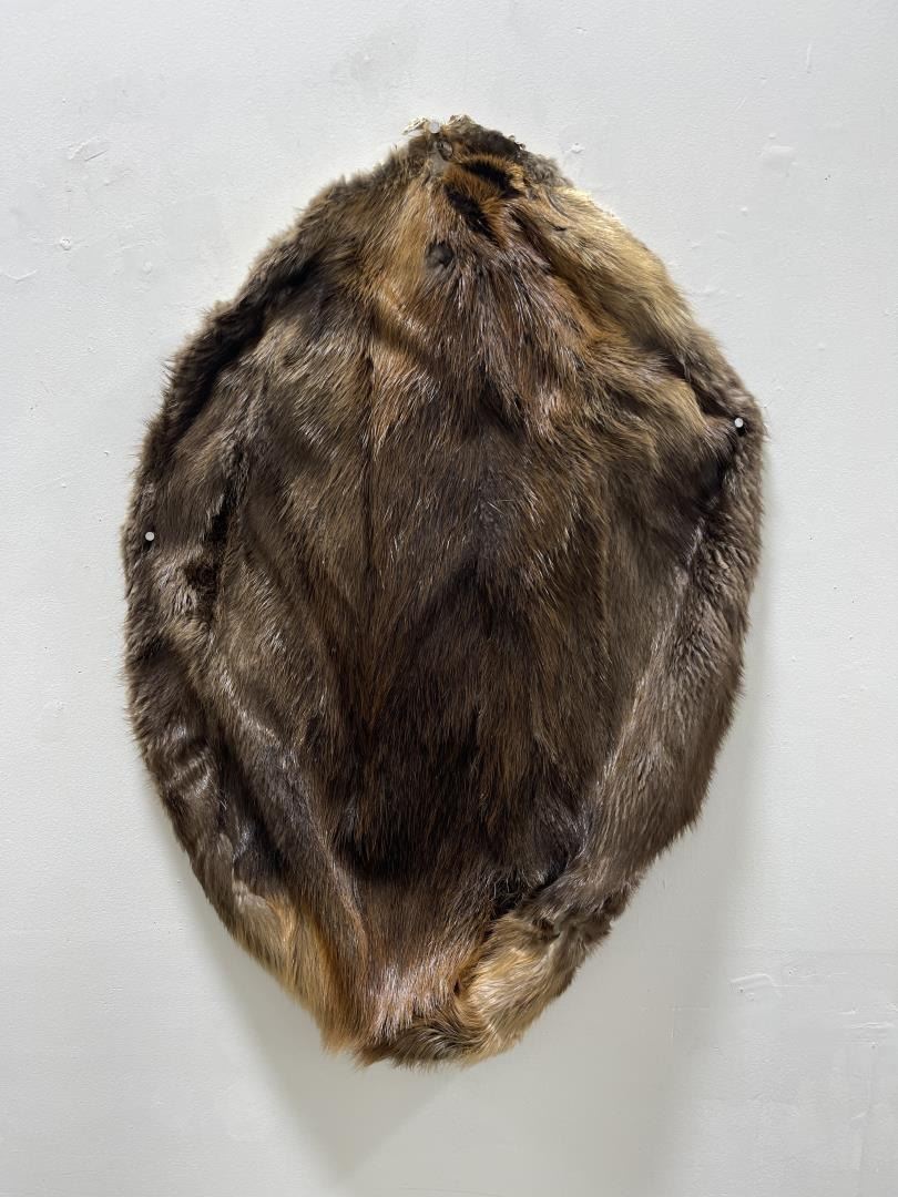 Montana Taxidermy Beaver Fur Pelt #3