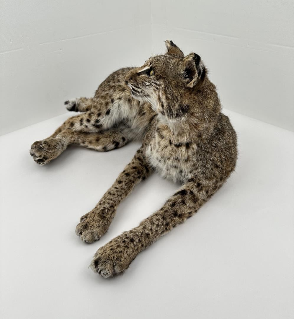 Alaskan Taxidermy Lynx Soft Mount