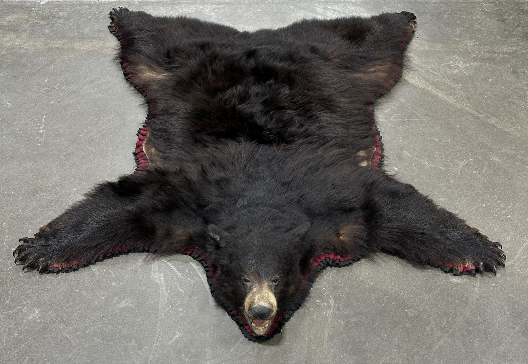 Very Large Montana Taxidermy Black Bear Rug