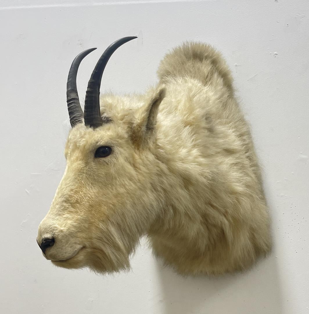Montana Taxidermy Mountain Goat Head