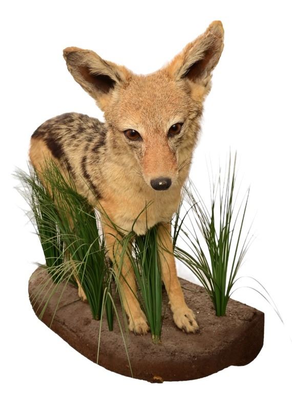 Grey Fox Taxidermy Mount