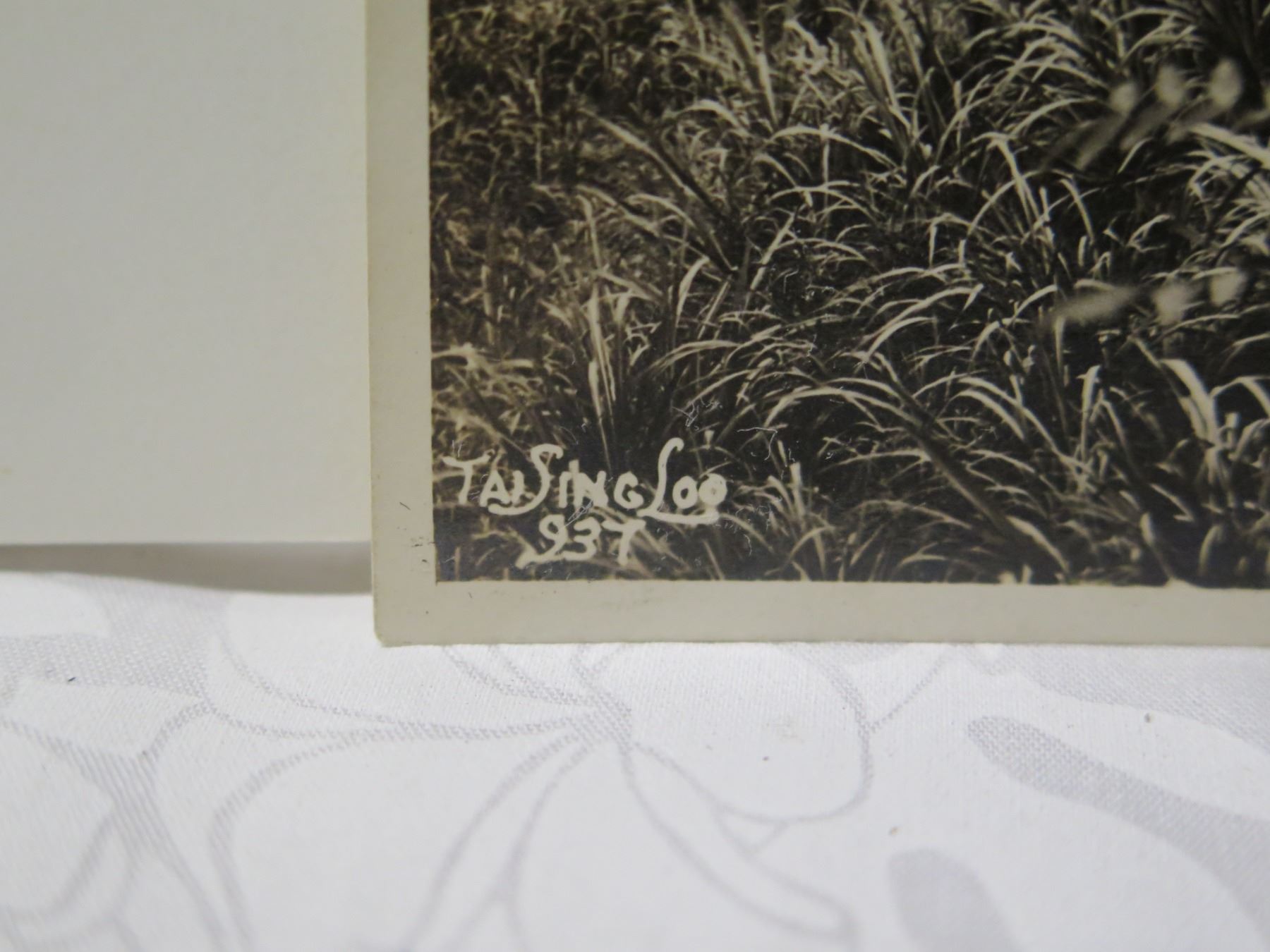 Original Photograph Early 1900's Hamakua Coast Hawaii by Tai Sing Loo 4 ...