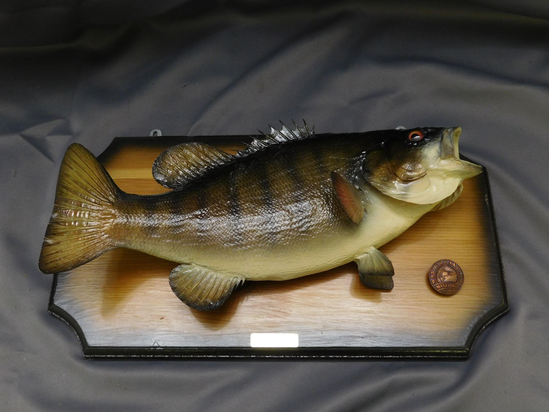 15 1/2" Master Angler Wall Mount Smallmouth Bass Taxidermy