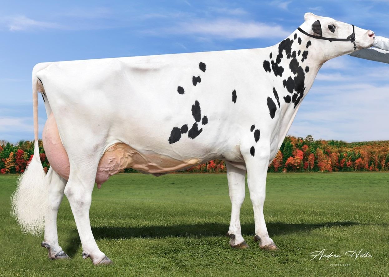 Embryos - JUNIPER-HAVEN DMAN RENEE-ET