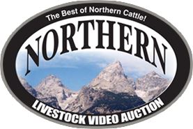 Travis & Kassidy Telford - 105 Weaned Steers @ 600