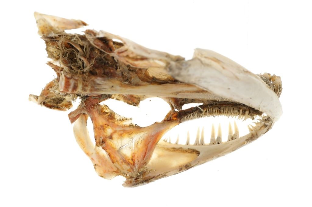 RARE Montana Tiger Muskie Taxidermy Skull