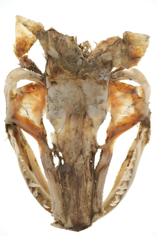 RARE Montana Tiger Muskie Taxidermy Skull