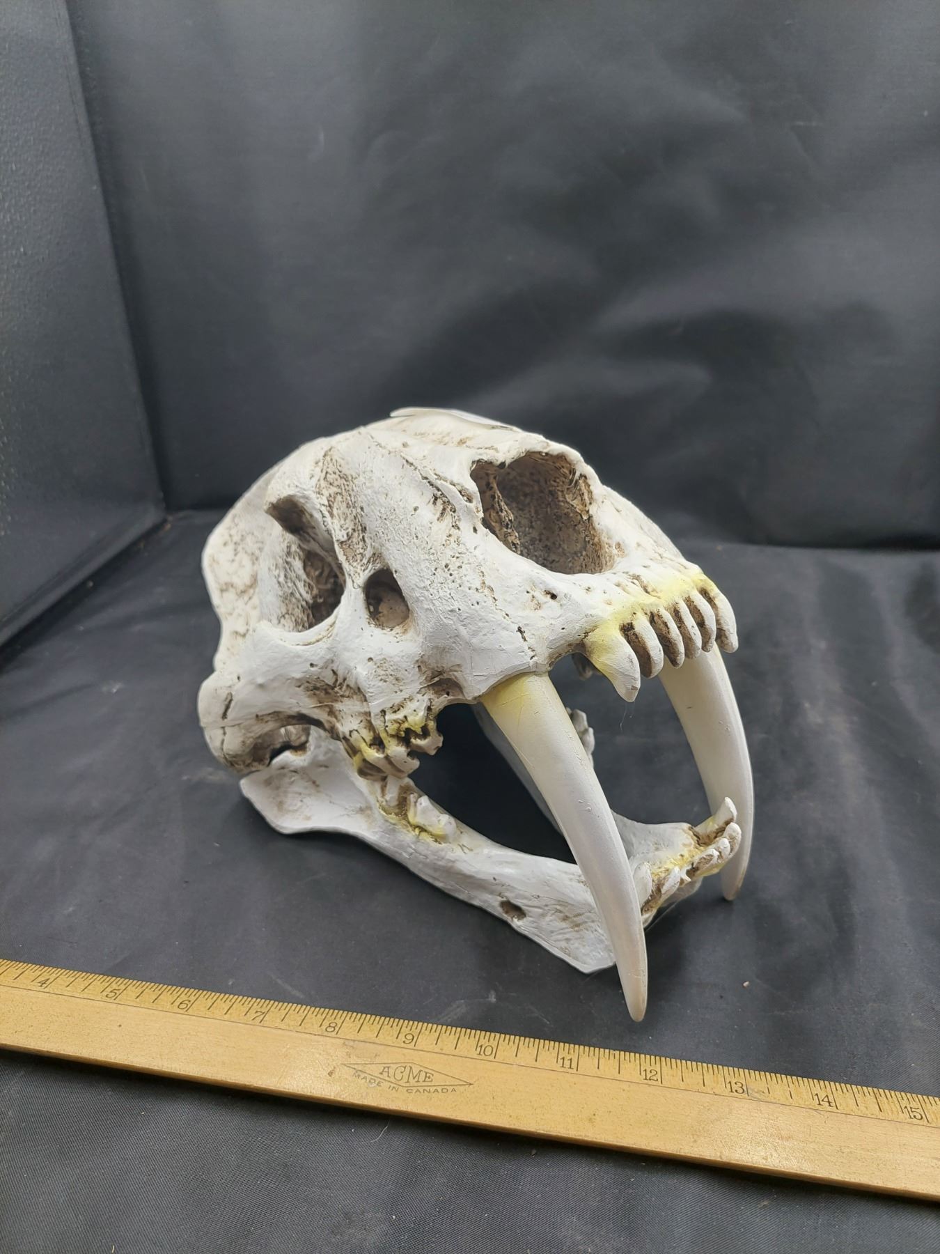 Sabretooth Tiger Skull