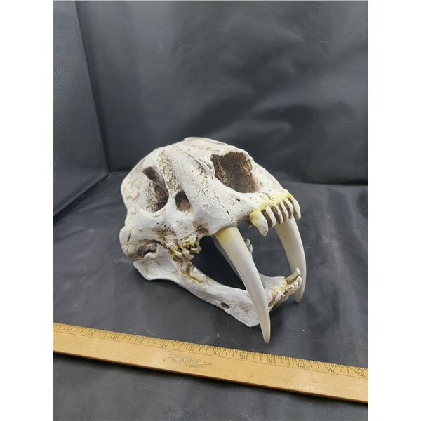Sabretooth Tiger Skull