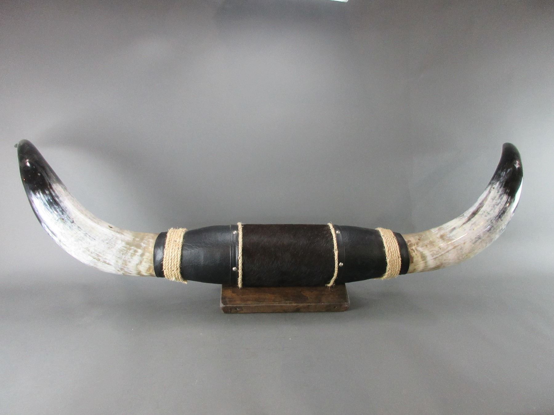 Set Of Longhorn/Watusi Cross Horns- 61"W- 19" Bases