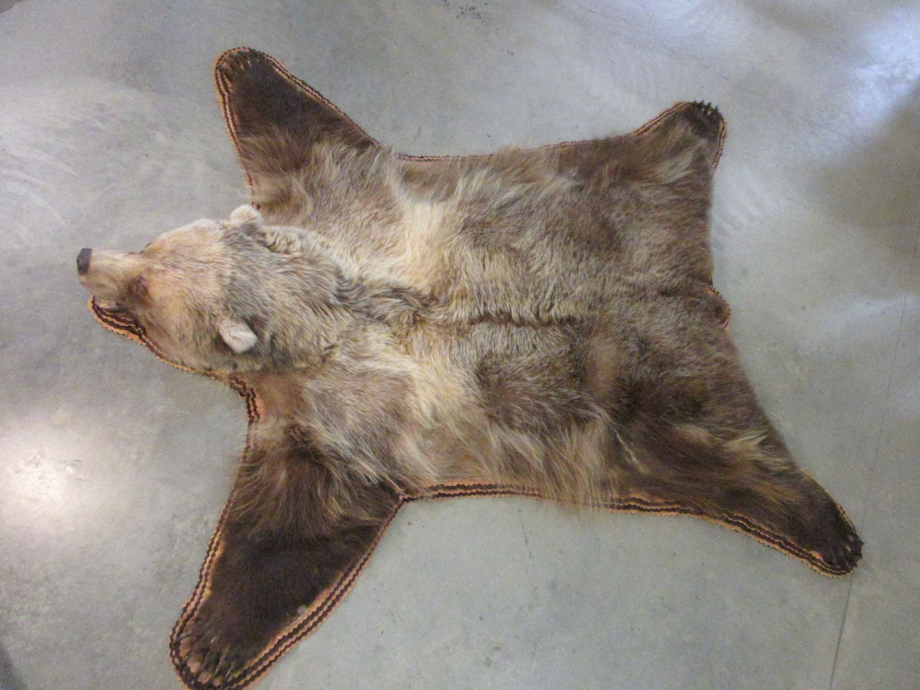 5 Matted Grizzly Bear Rug- Great Color- Good Hair- All Claws Are There ...