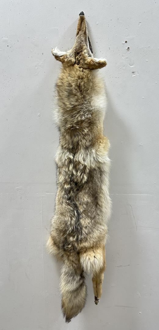 Montana Taxidermy Coyote Pelt Hide