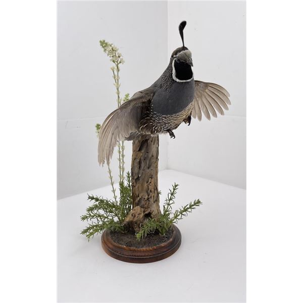 Taxidermy California Quail Mount