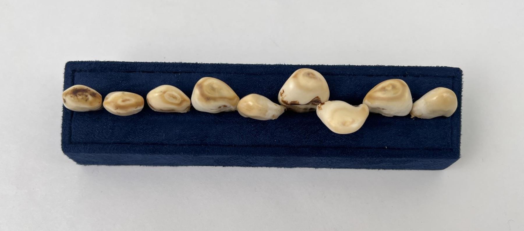 Montana Bull Elk Teeth
