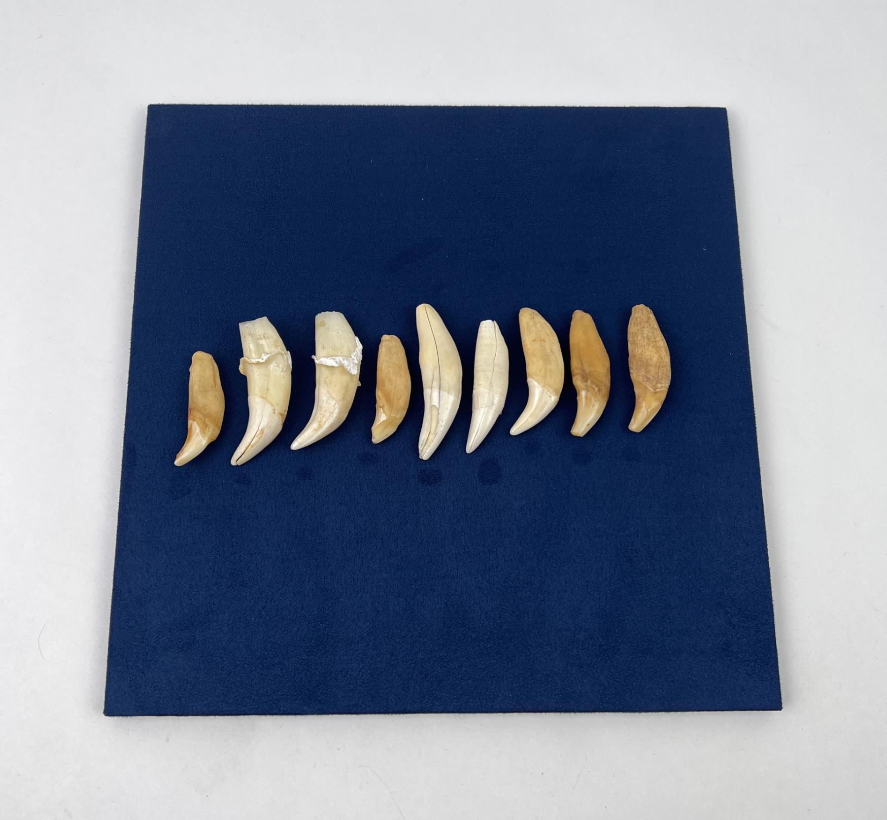 Collection of Bear Teeth